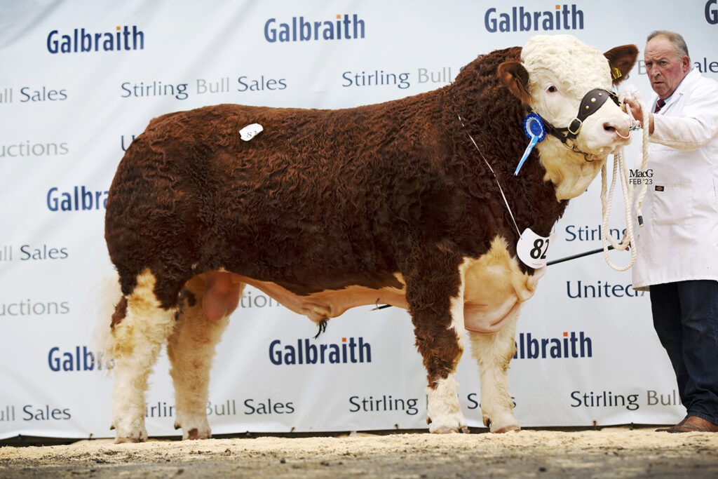 28,000GNS BANNHILL FARM BULL LEADS THE WAY AT STIRLING AS STRONG ...