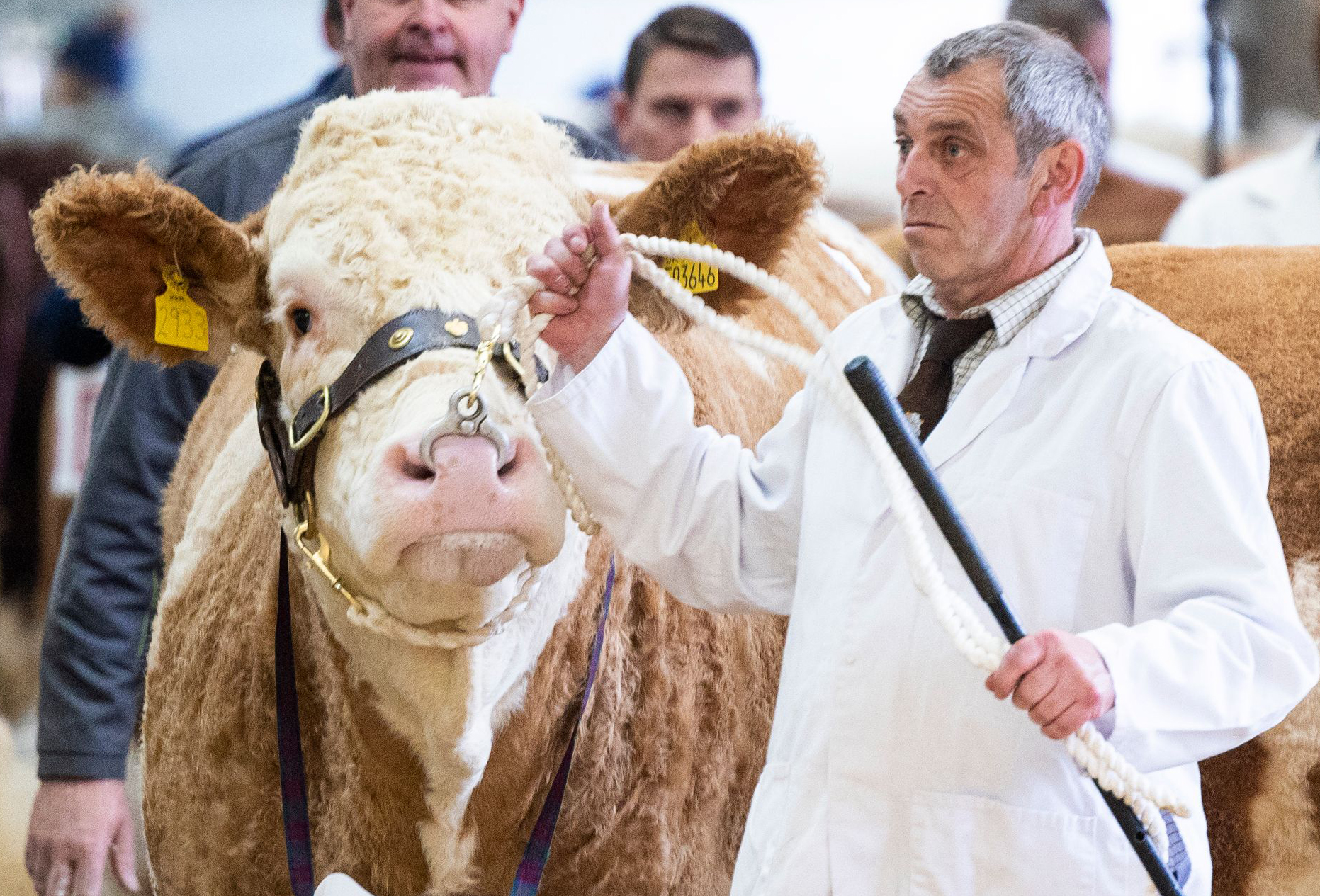 COLIN FORDYCE, THE SIMMENTAL JUDGE AT THE UPCOMING STIRLING SIMMENTAL ...