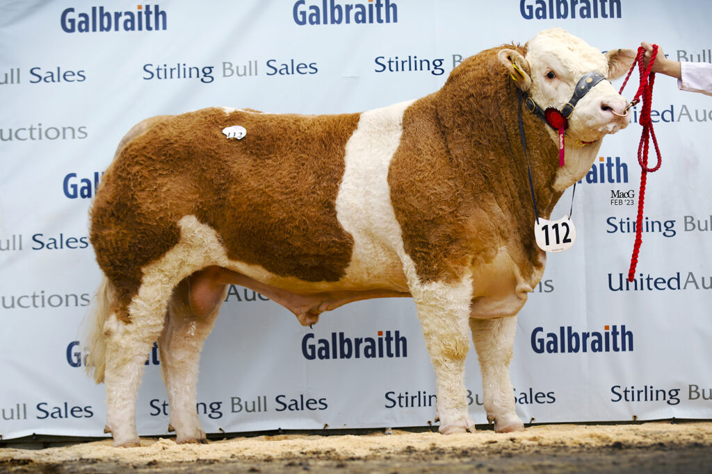 28,000GNS BANNHILL FARM BULL LEADS THE WAY AT STIRLING AS STRONG ...