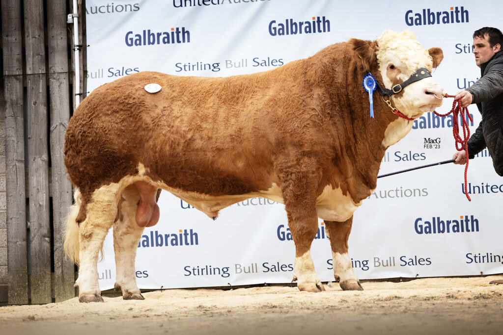 28,000GNS BANNHILL FARM BULL LEADS THE WAY AT STIRLING AS STRONG ...