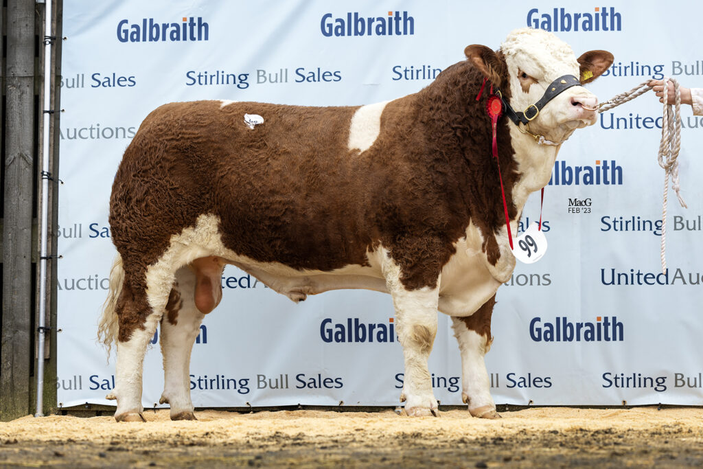 28,000GNS BANNHILL FARM BULL LEADS THE WAY AT STIRLING AS STRONG ...
