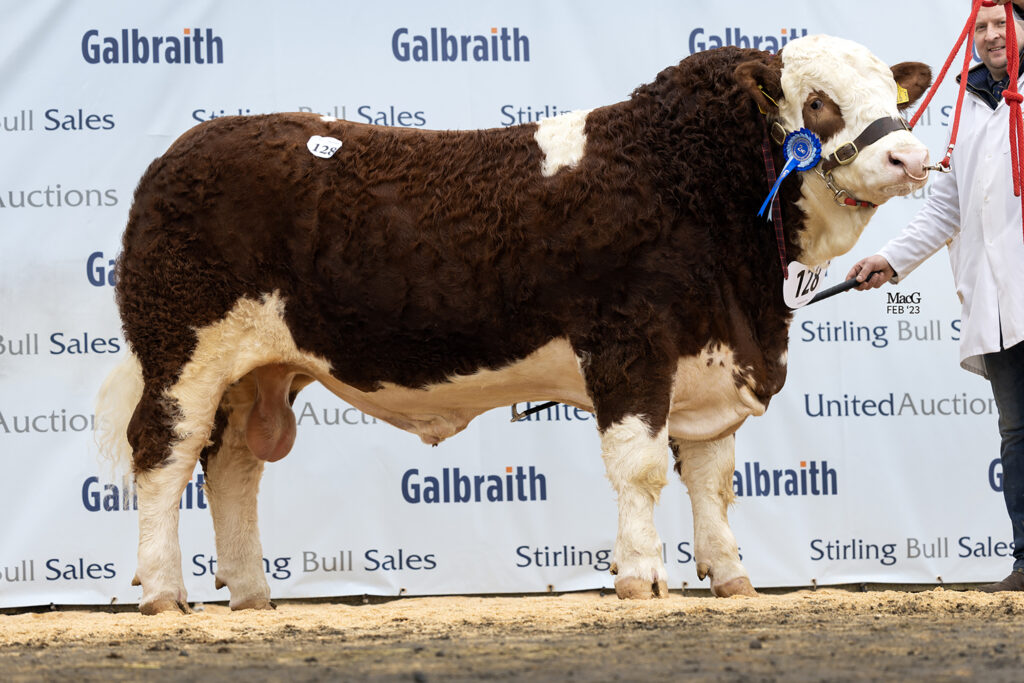 28,000GNS BANNHILL FARM BULL LEADS THE WAY AT STIRLING AS STRONG ...