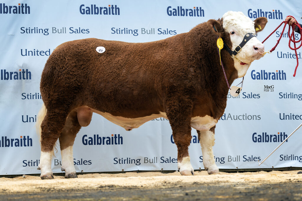 28,000GNS BANNHILL FARM BULL LEADS THE WAY AT STIRLING AS STRONG ...