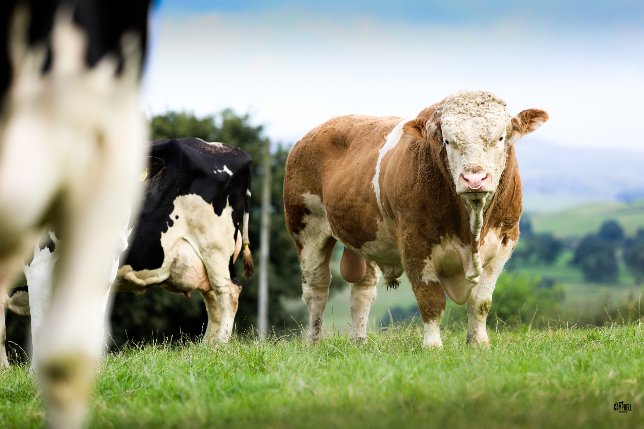 EASY KEEP, VERSATILE SIMMENTALS LEAVING MORE MONEY FOR CUMBRIAN DAIRY ...