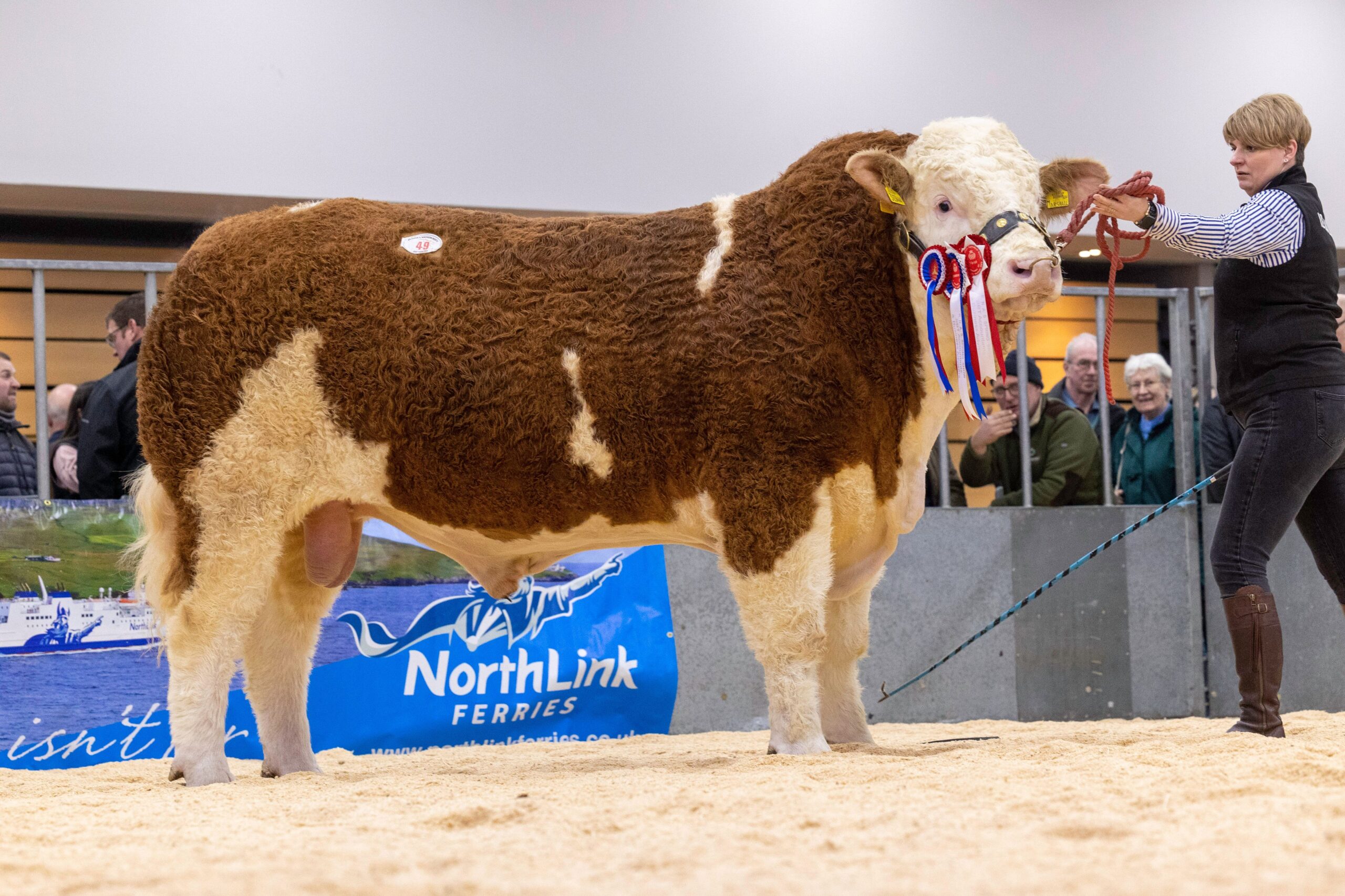 STOP PRESS: 10,000GNS ISLAVALE MARSHALL HEADS UP SIMMENTAL BREED RECORD ...