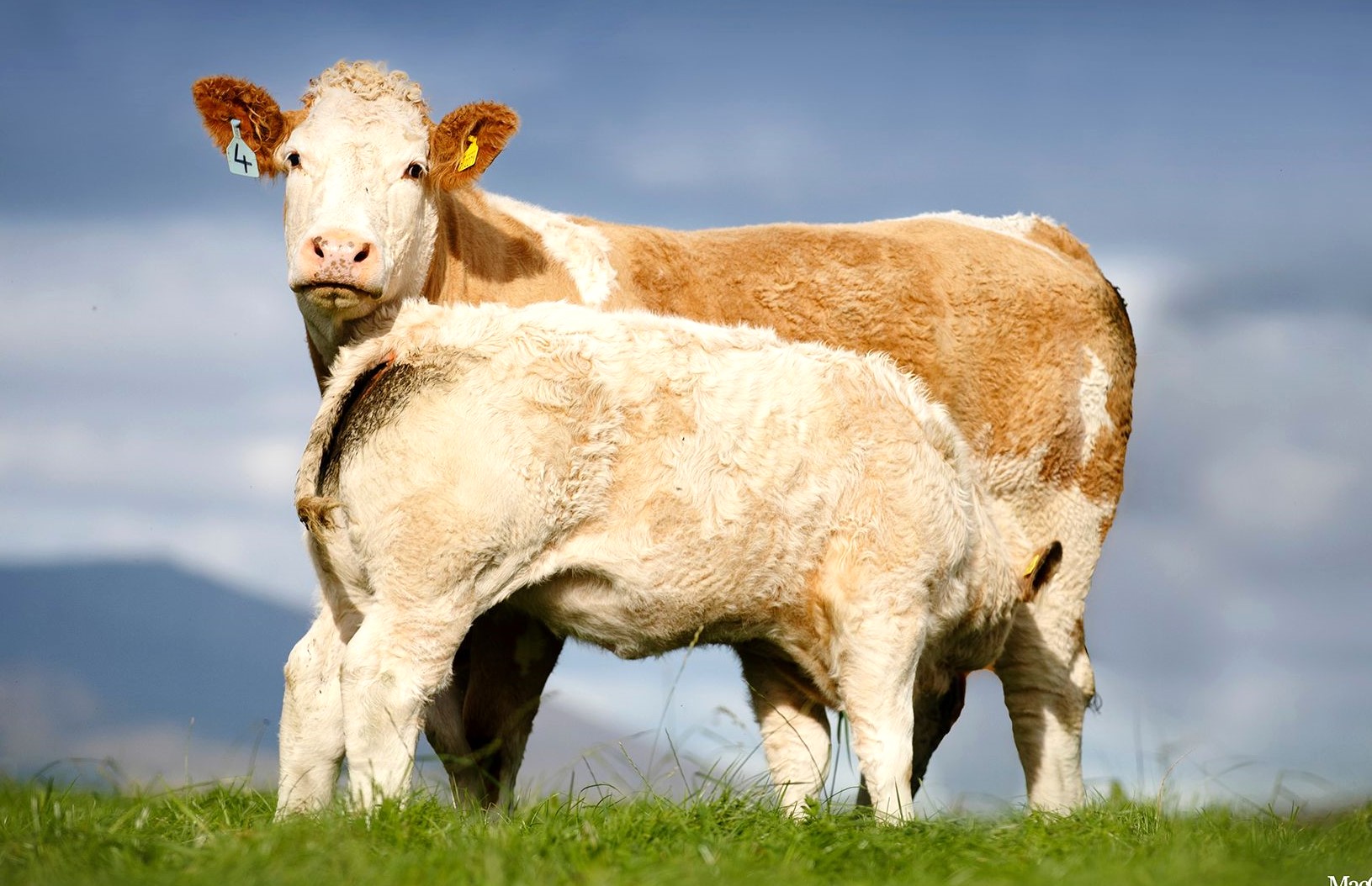 'BUMPER' MARKET BRIEFS!! SIMMENTALS TOPPING UK COMMERCIAL SALES AND ...