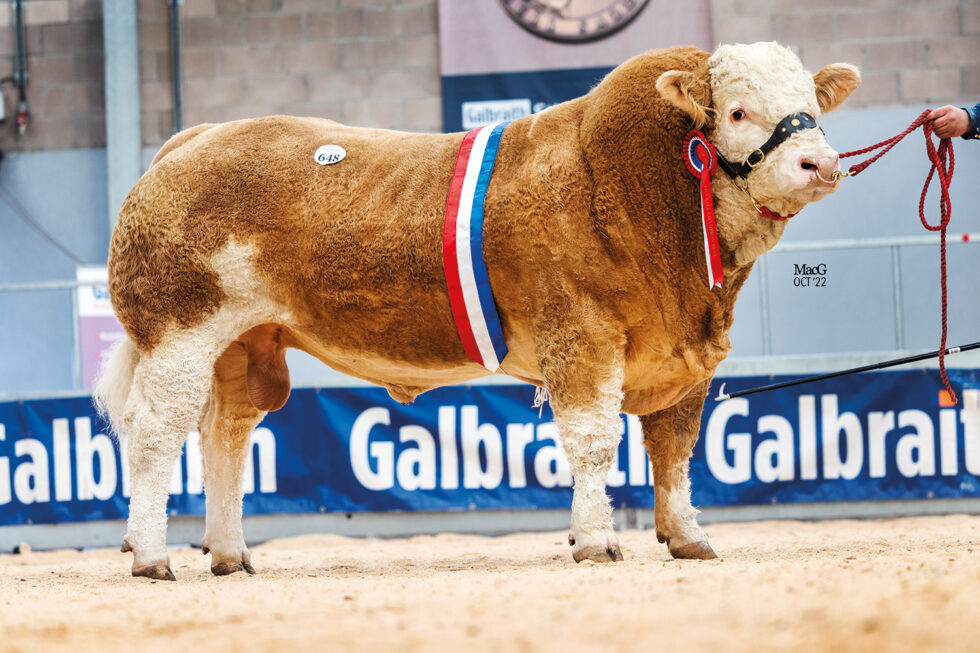 BARLOWS AIM TO BREED THE BEST SIMMENTALS - British Simmental Cattle Society