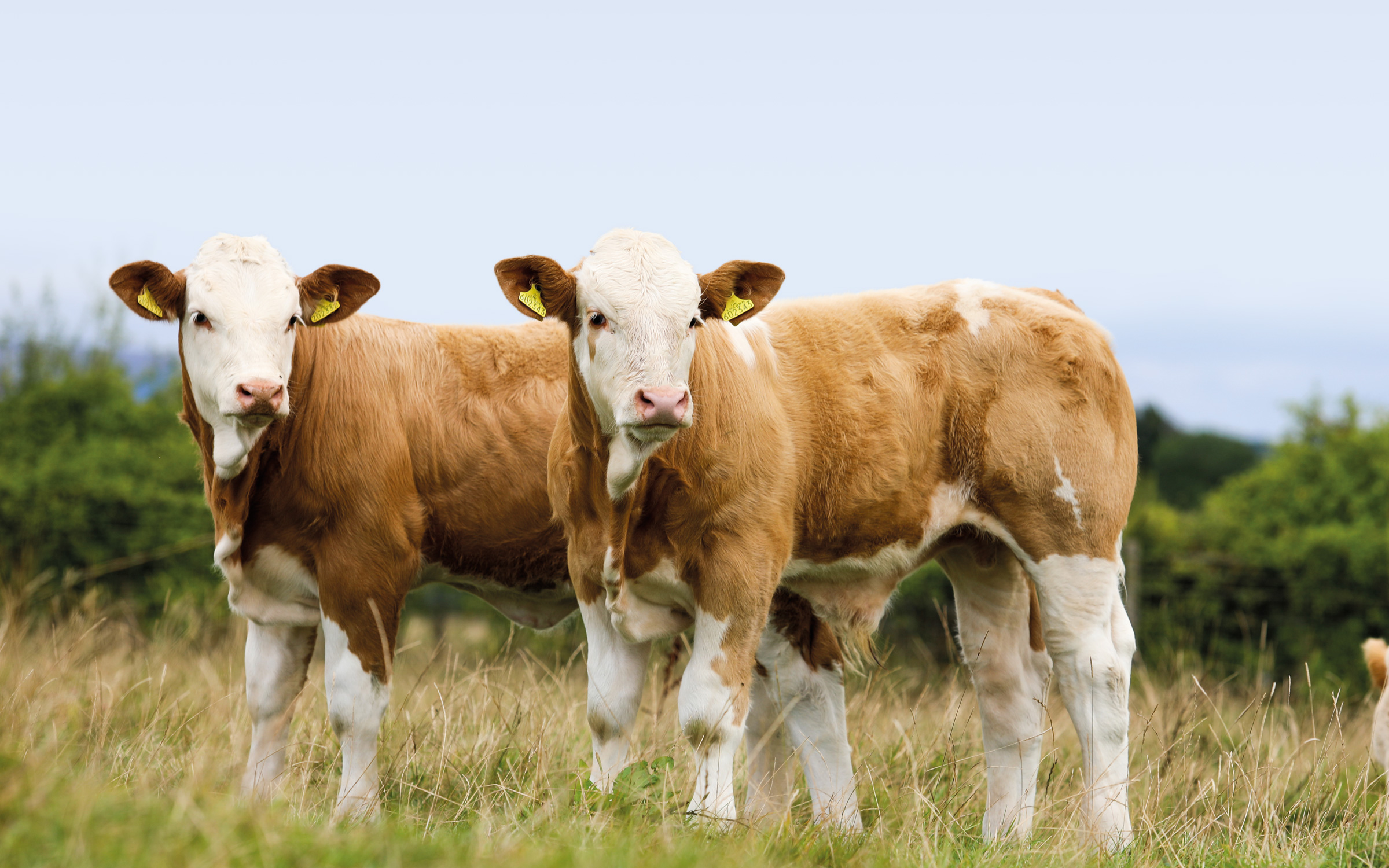 Denizies Herd - British Simmental Cattle Society