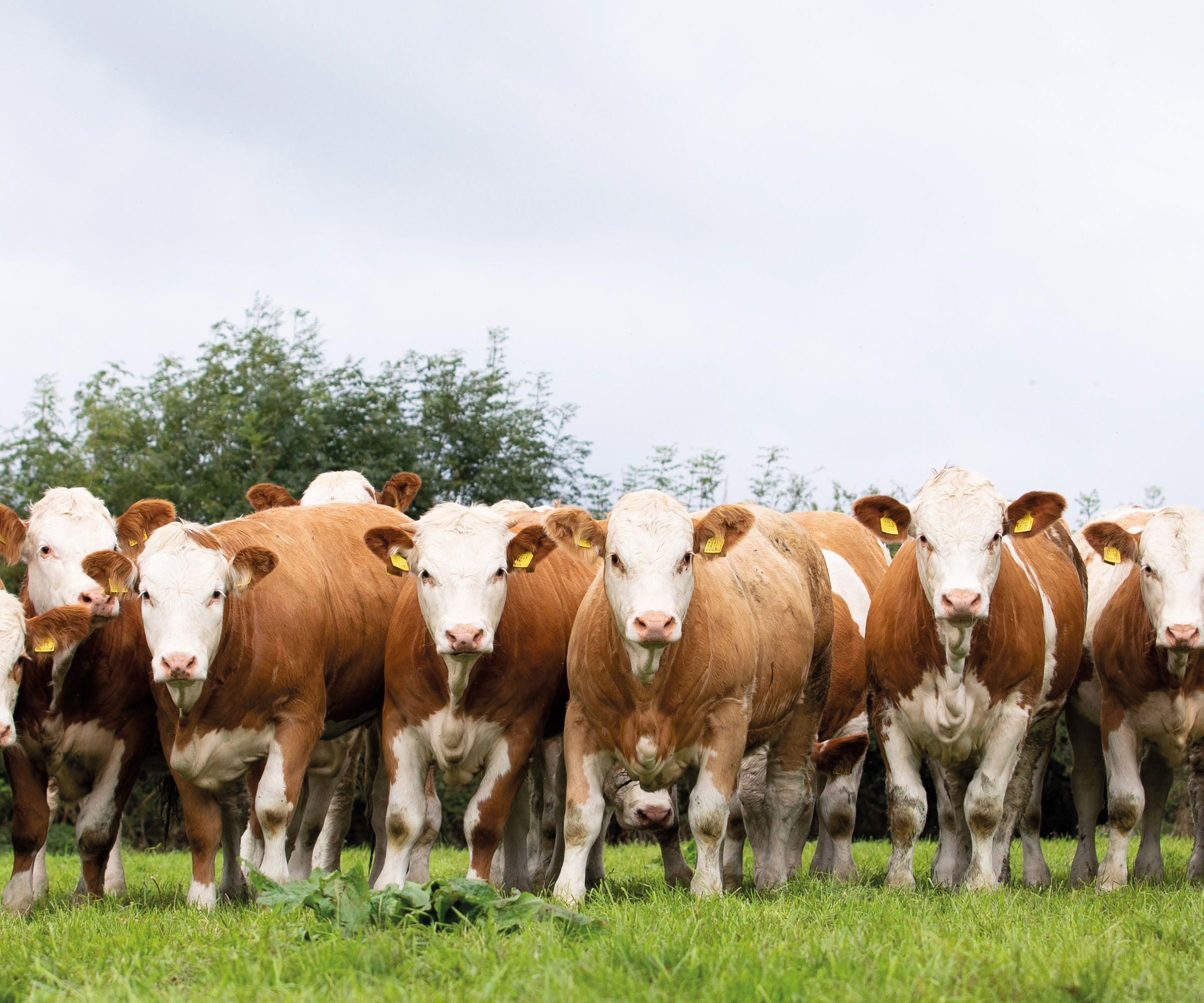 Kilbride Farm - British Simmental Cattle Society