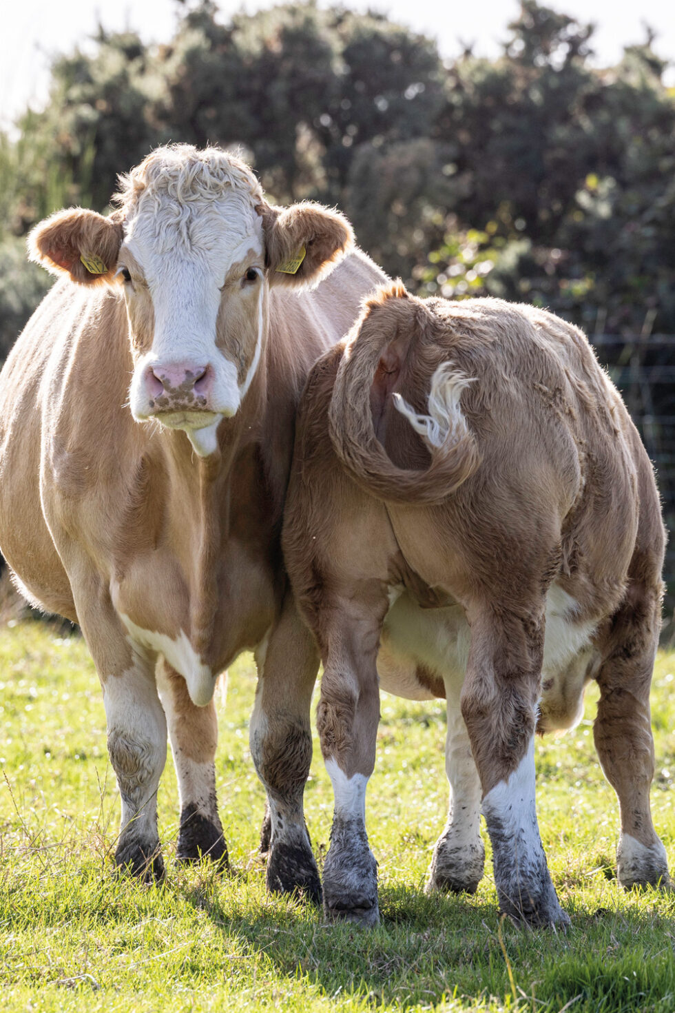 Brodieshill Farm - British Simmental Cattle Society