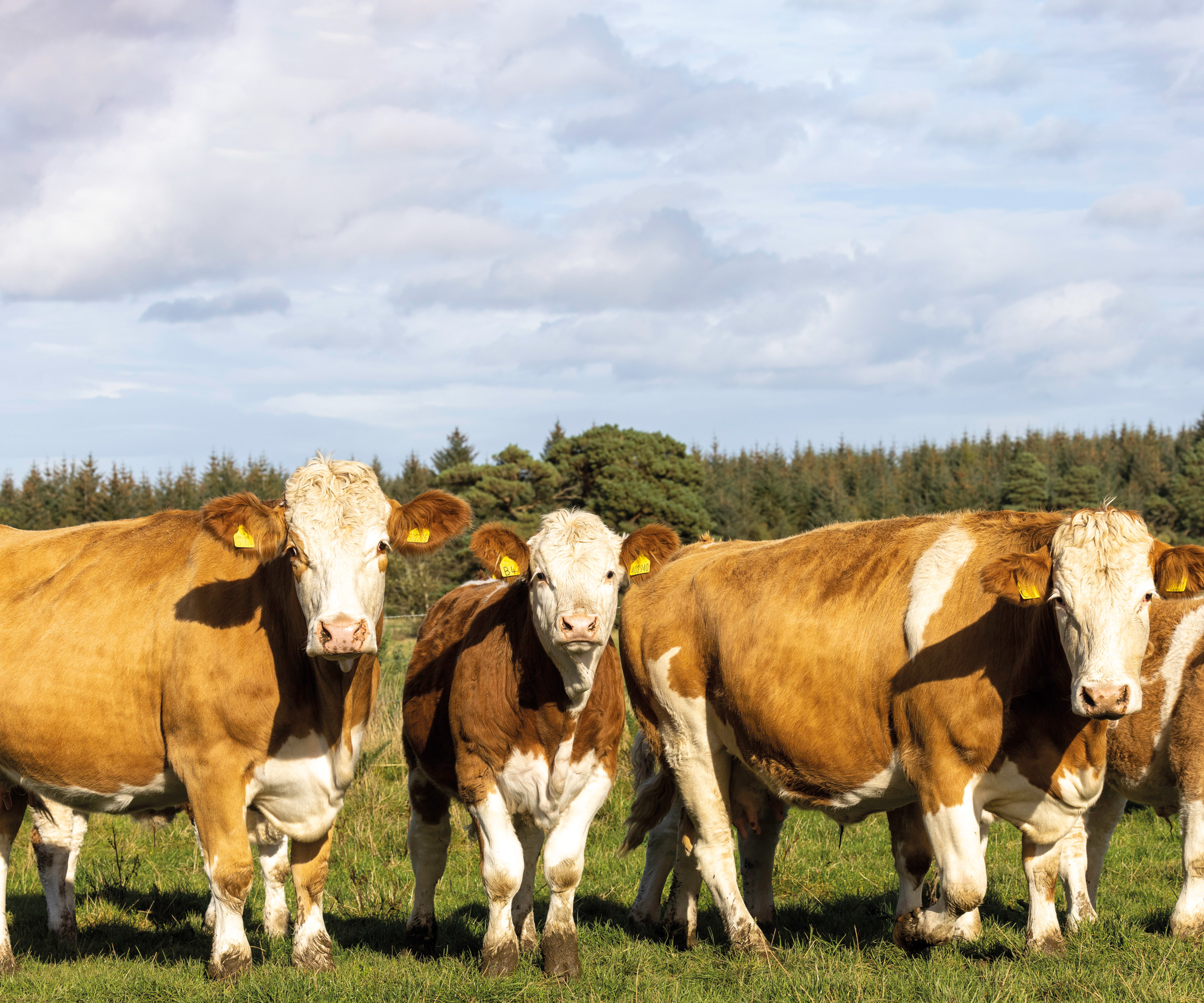 Brodieshill Farm - British Simmental Cattle Society