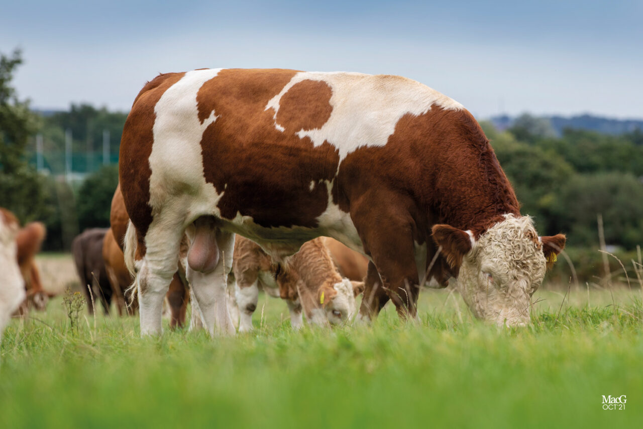 The Dairy Farm Meriden - British Simmental Cattle Society