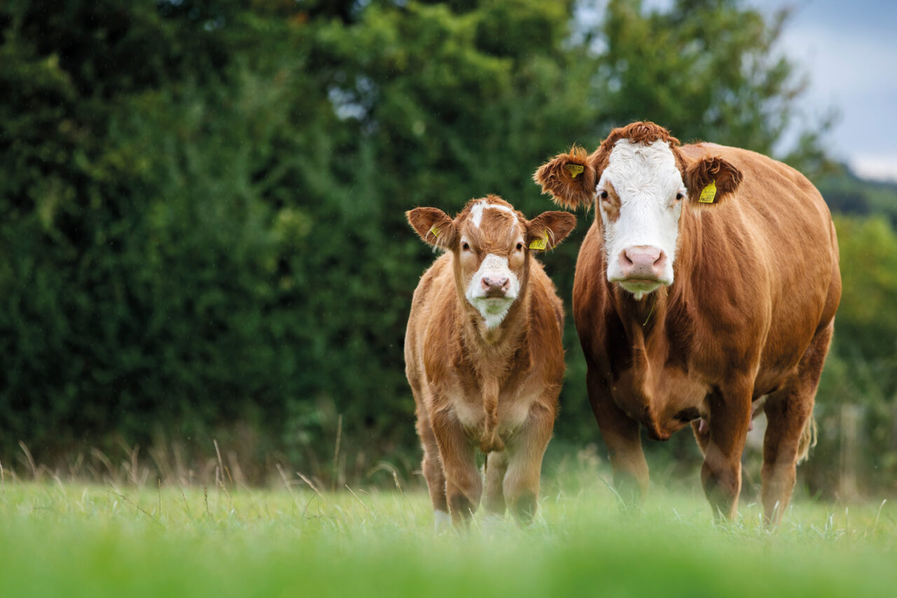 The Dairy Farm Meriden - British Simmental Cattle Society