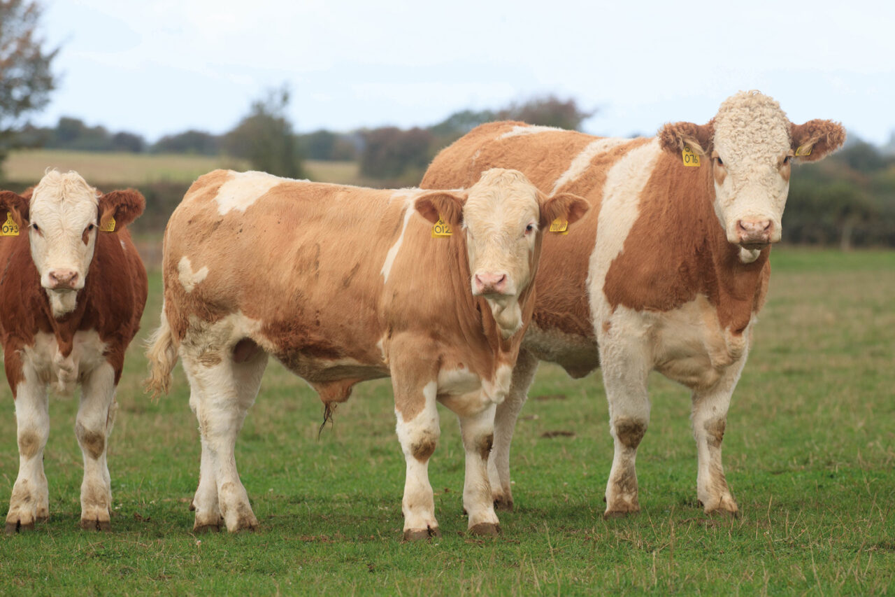 Hall Farm - British Simmental Cattle Society