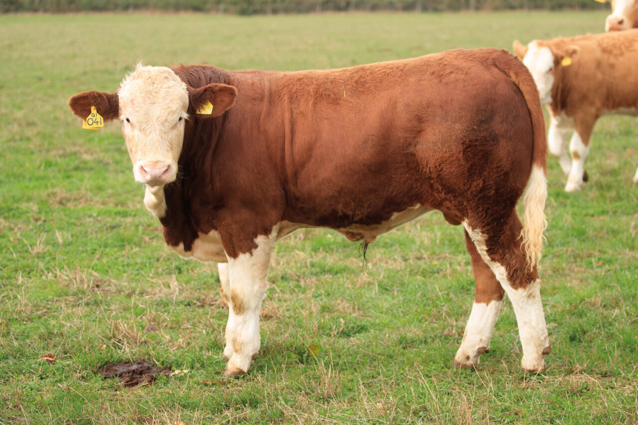 Hall Farm - British Simmental Cattle Society