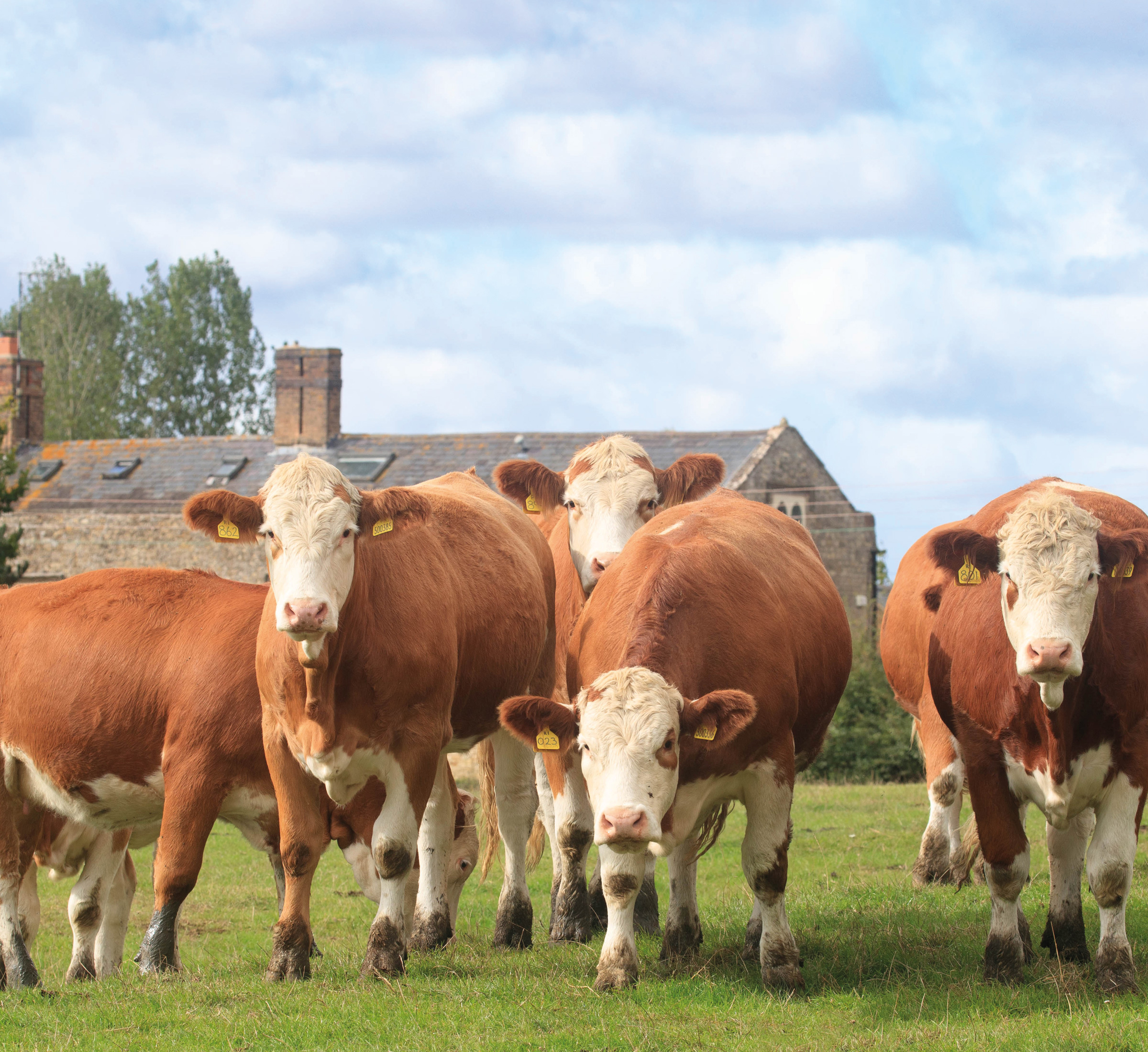Hall Farm - British Simmental Cattle Society