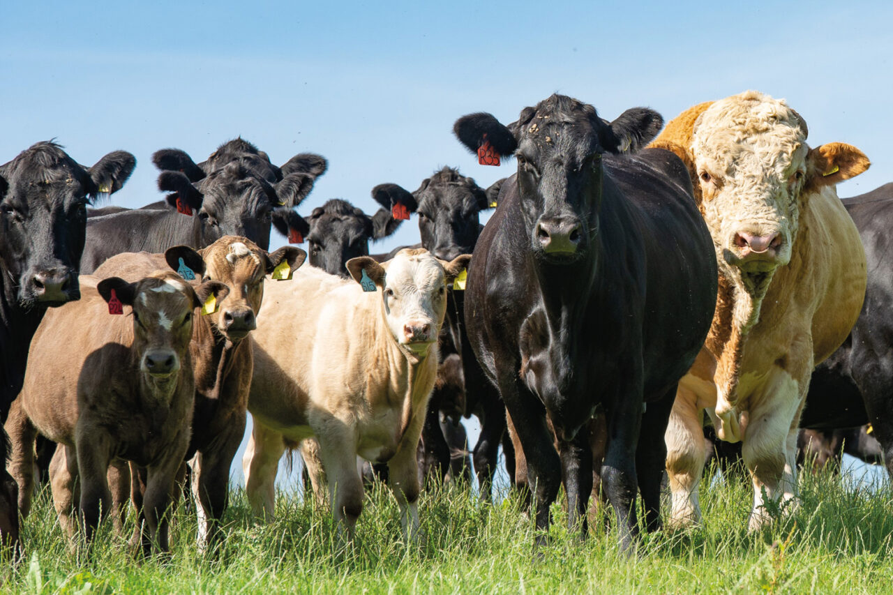 Alnham Farm - British Simmental Cattle Society