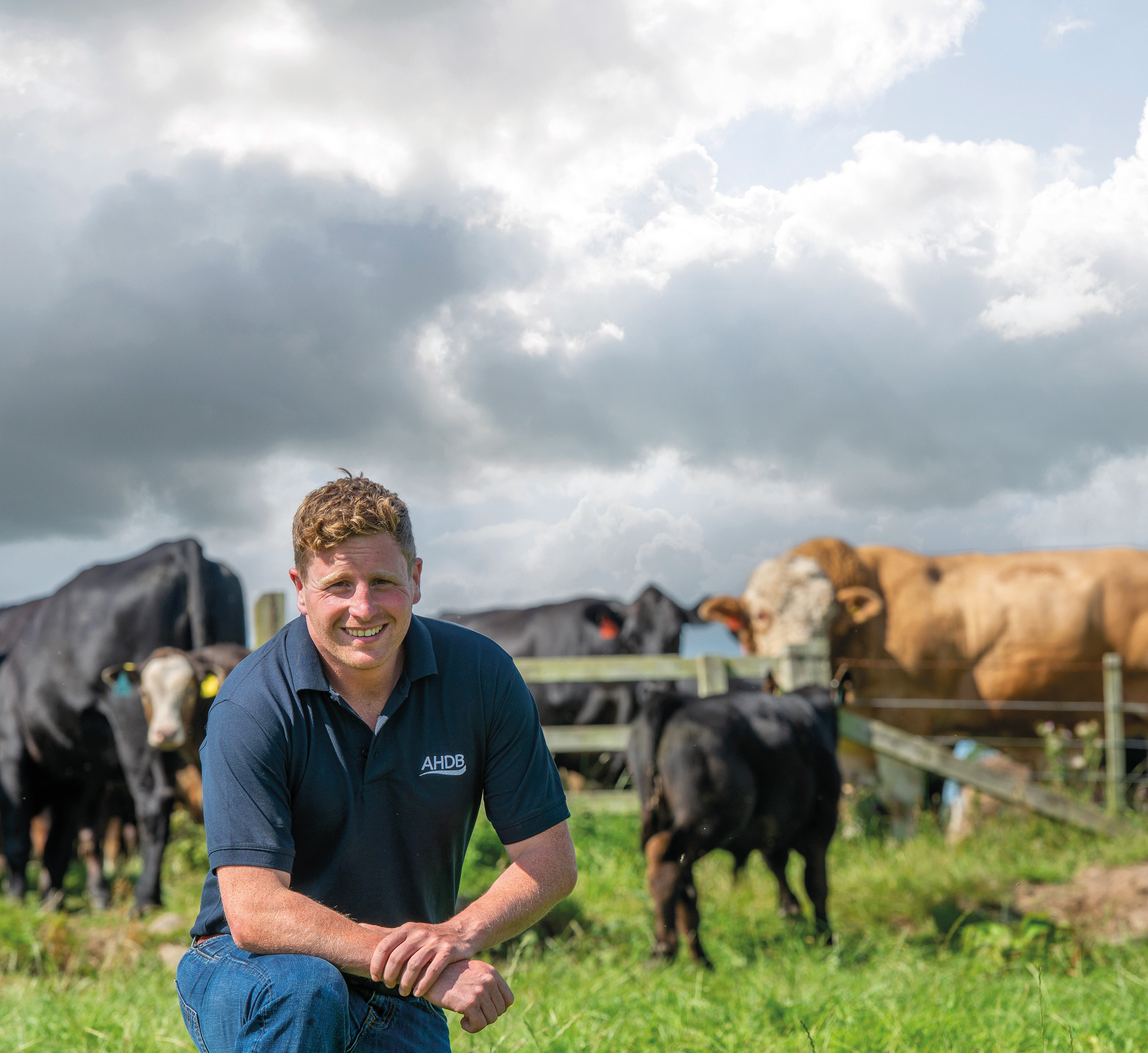 Alnham Farm - British Simmental Cattle Society