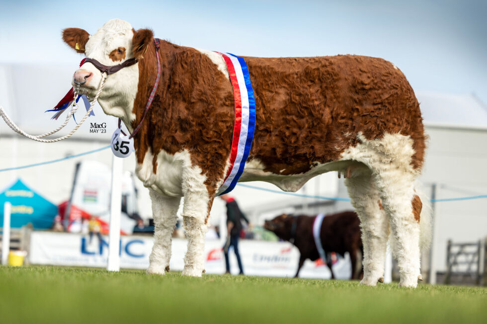 BALLINALARE FARM NIKITA LIFTS THE SIMMENTAL CHAMPIONSHIP AT THE 2023 ...