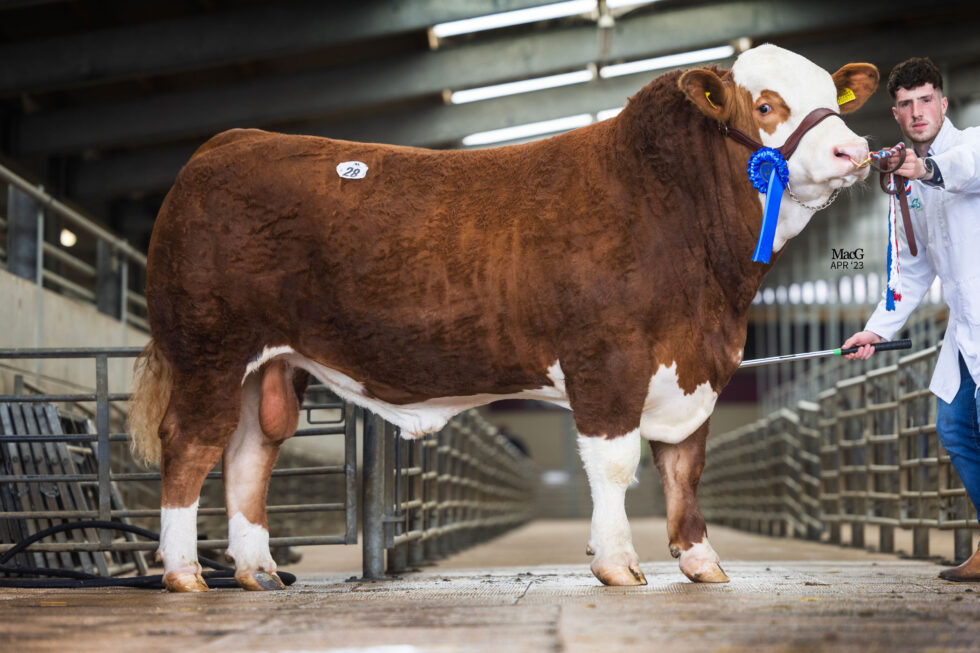 5800GNS NEWTON HOUSE MONEYMAKER LEADS THE SIMMENTAL BULLS AT WORCESTER ...