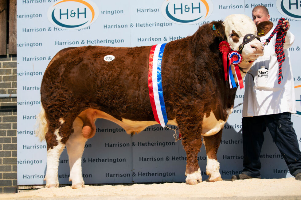 10,000GNS OVERHILL SIMMENTAL BULL IS THE ‘REAL’ MCCOY AT CARLISLE! - British Simmental Cattle ...