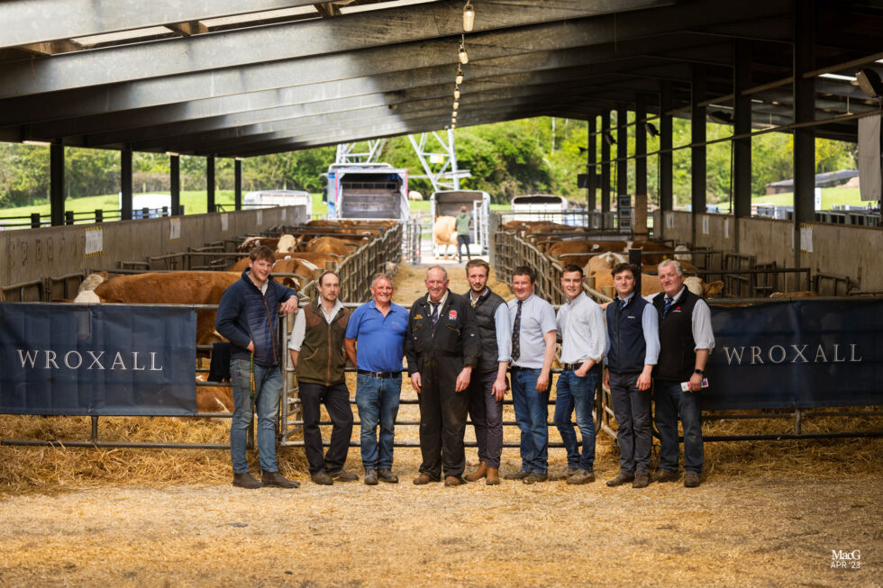 WROXALL SIMMENTAL COW & CALF SELLS TO 6000GNS AT WORCESTER - British ...