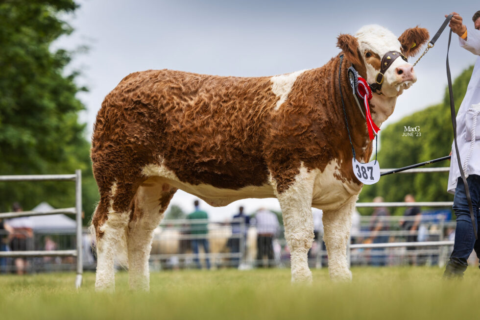 ROYAL NORFOLK SEES POPES PRINCESS IMMIE ‘CROWNED’ CHAMPION AT 2023 ...