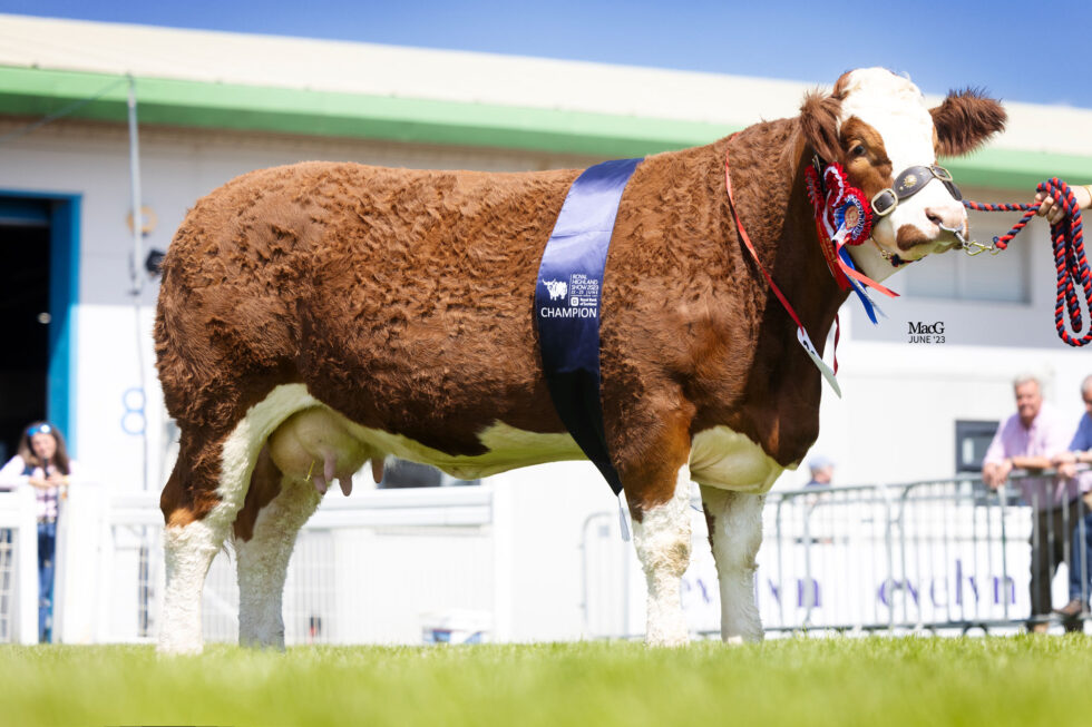 BACKMUIR ‘DOUBLES UP’ AS ANNICK GINGER’S LUCIA WINS THE SIMMENTAL ...