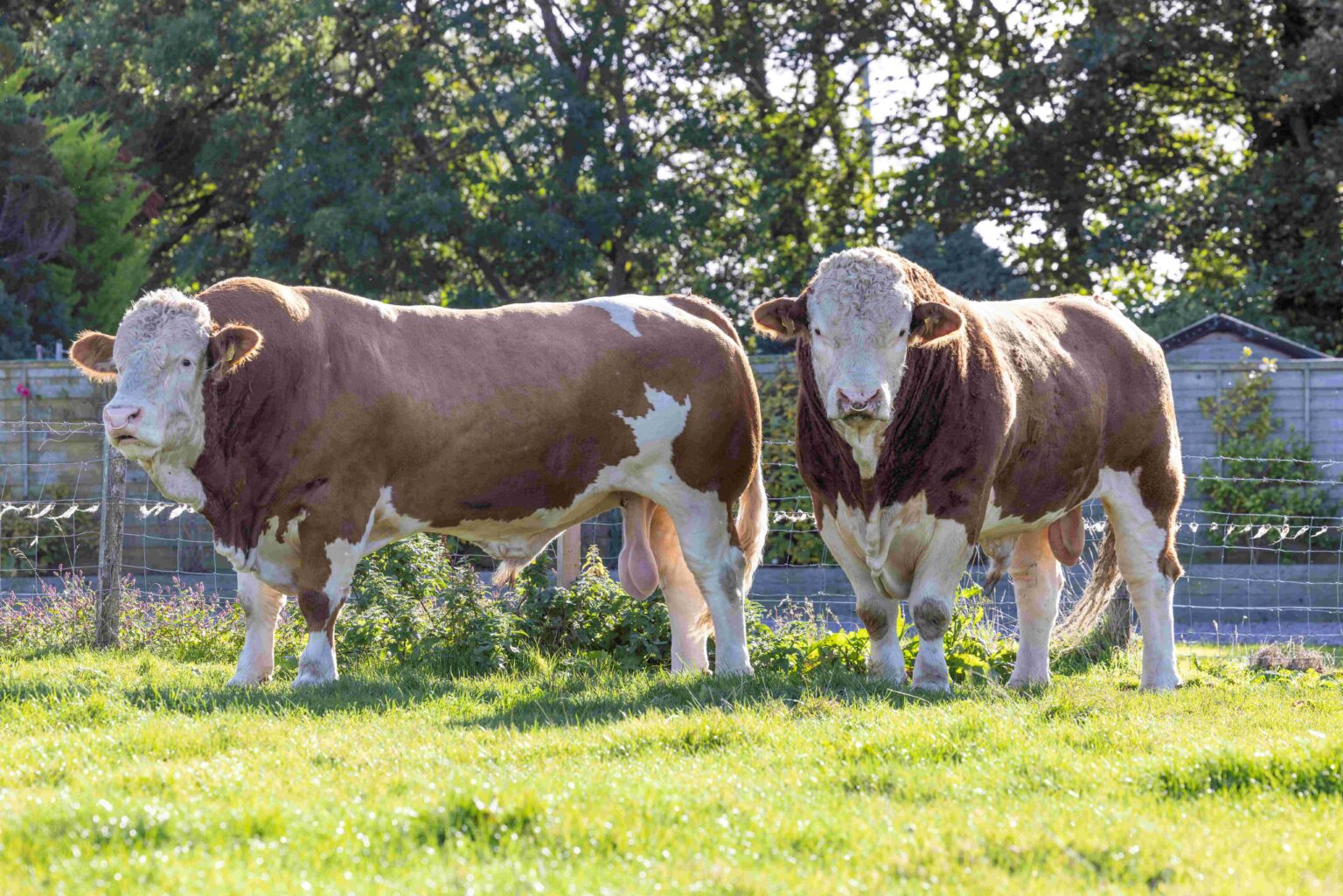SIMMENTALS BREEDING QUALITY FEMALE REPLACEMENTS, AND TOP QUALITY STORE ...