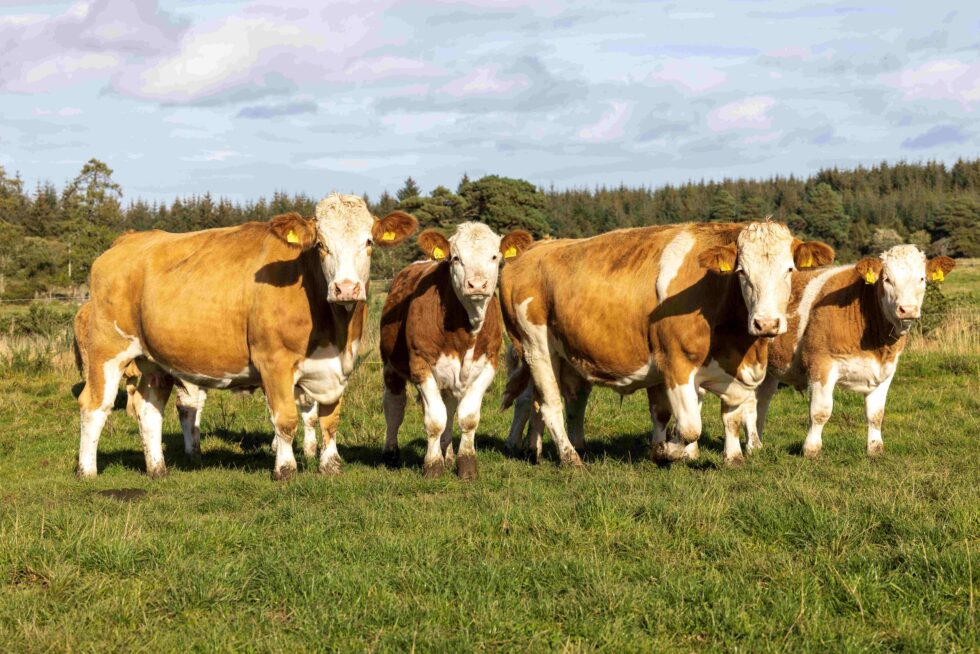 SIMMENTALS BREEDING QUALITY FEMALE REPLACEMENTS, AND TOP QUALITY STORE ...
