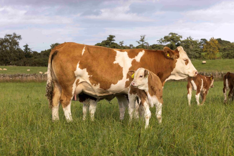 SIMMENTALS BREEDING QUALITY FEMALE REPLACEMENTS, AND TOP QUALITY STORE ...