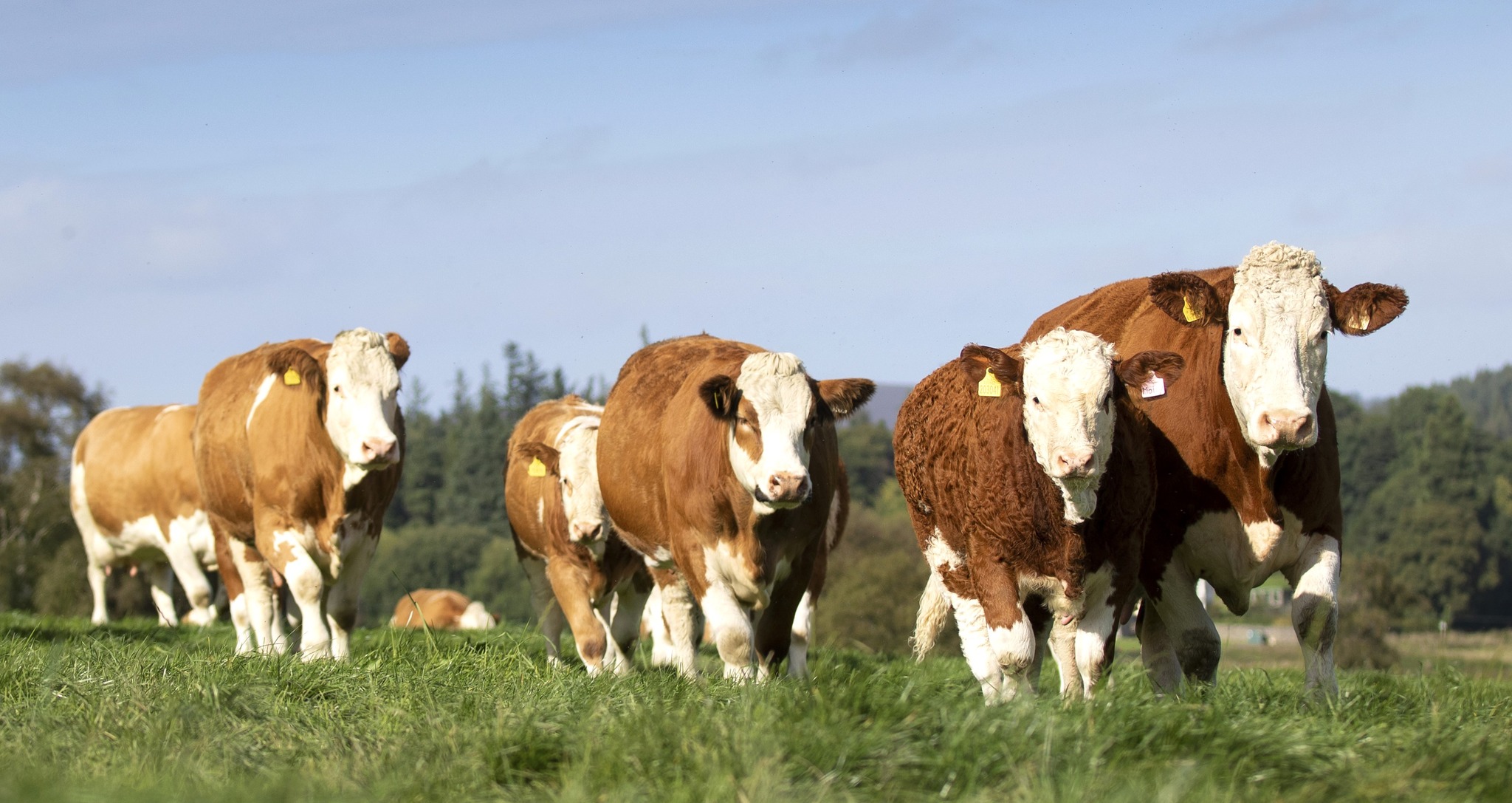 HERE WE GO! CLASS ONE OF THE 2024 ‘VIRTUAL’ SIMMENTAL SHOW IS NOW OPEN ...