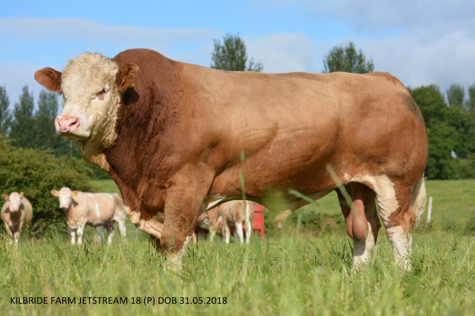 KILBRIDE FARM JETSTREAM 18 (P) FLOWS TO THE TOP OF CLASS FIVE OF THE ...