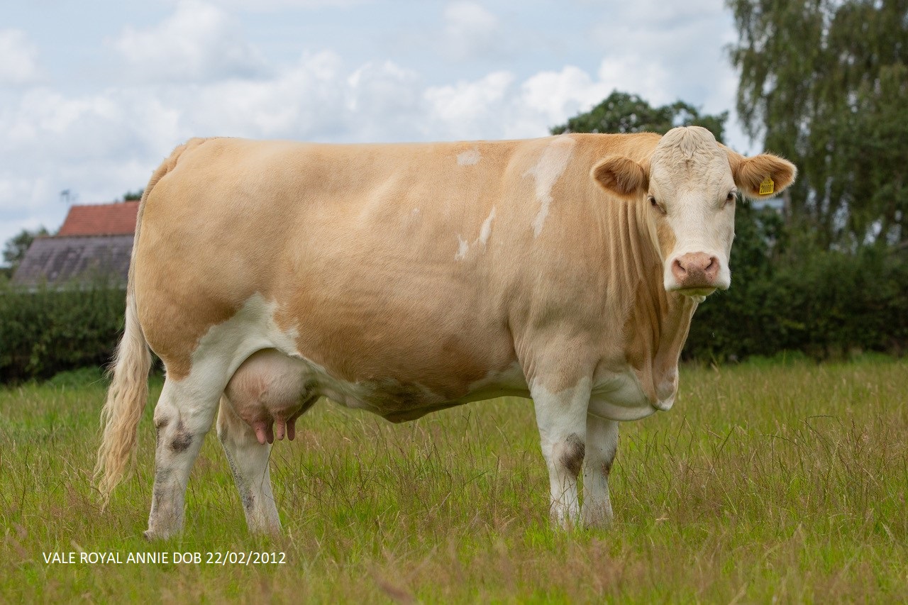 VALE ROYAL ANNIE WINS THE FEMALE CHAMPIONSHIP IN THE 2023 SIMMENTAL ...