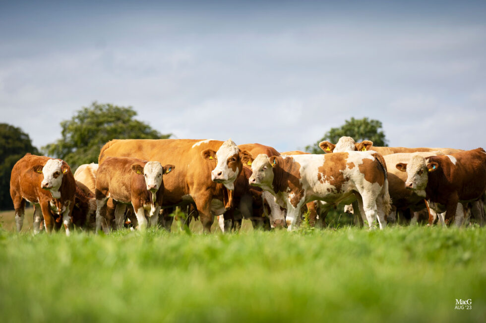 BRITISH SIMMENTAL PEDIGREE REGISTRATIONS AND SALES INCREASE FOR A ...