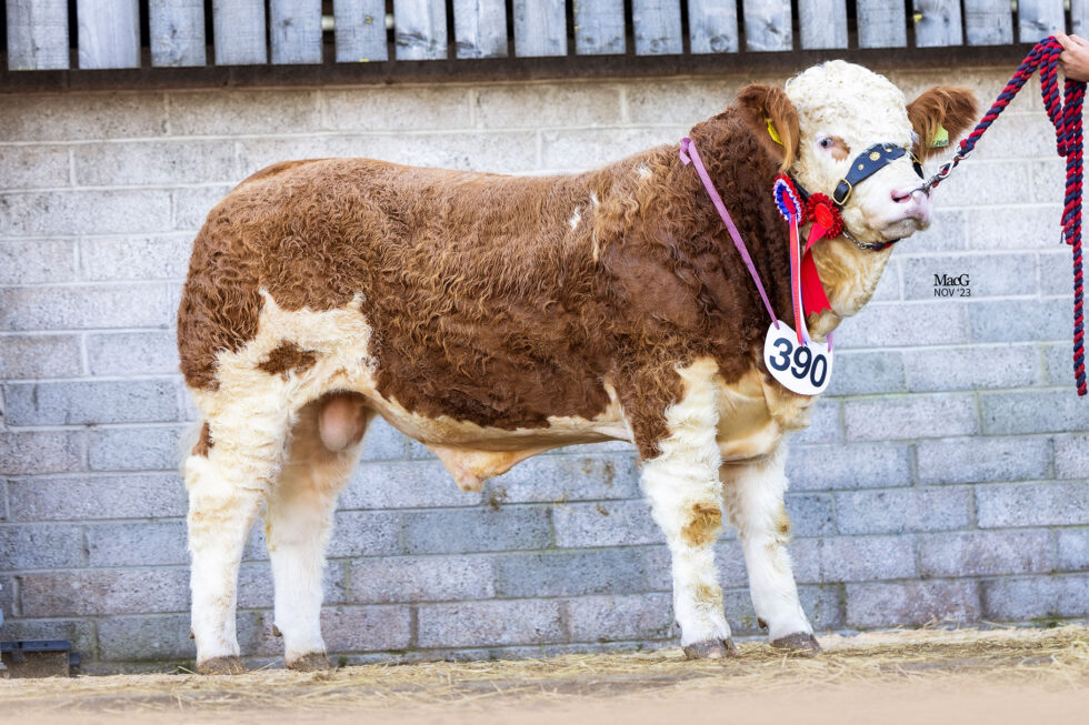 BACKMUIR SIMMENTAL WINS SENIOR INTERBREED AT STARS OF THE FUTURE CALF ...