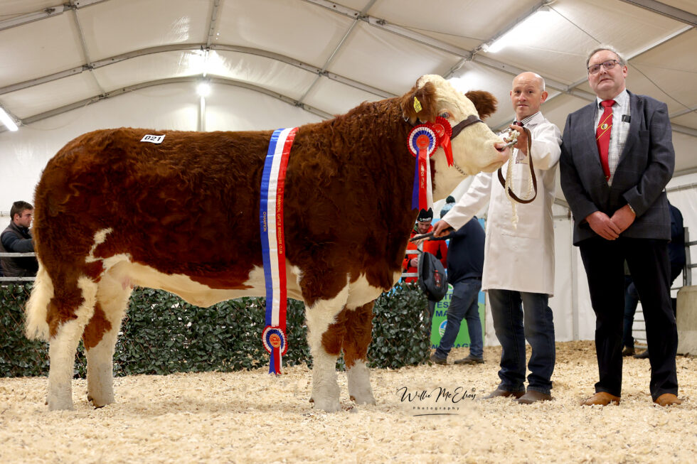 5000GNS ASHLAND LUCY NORA TOPS SIMMENTAL SALE IN SWATRAGH - British ...