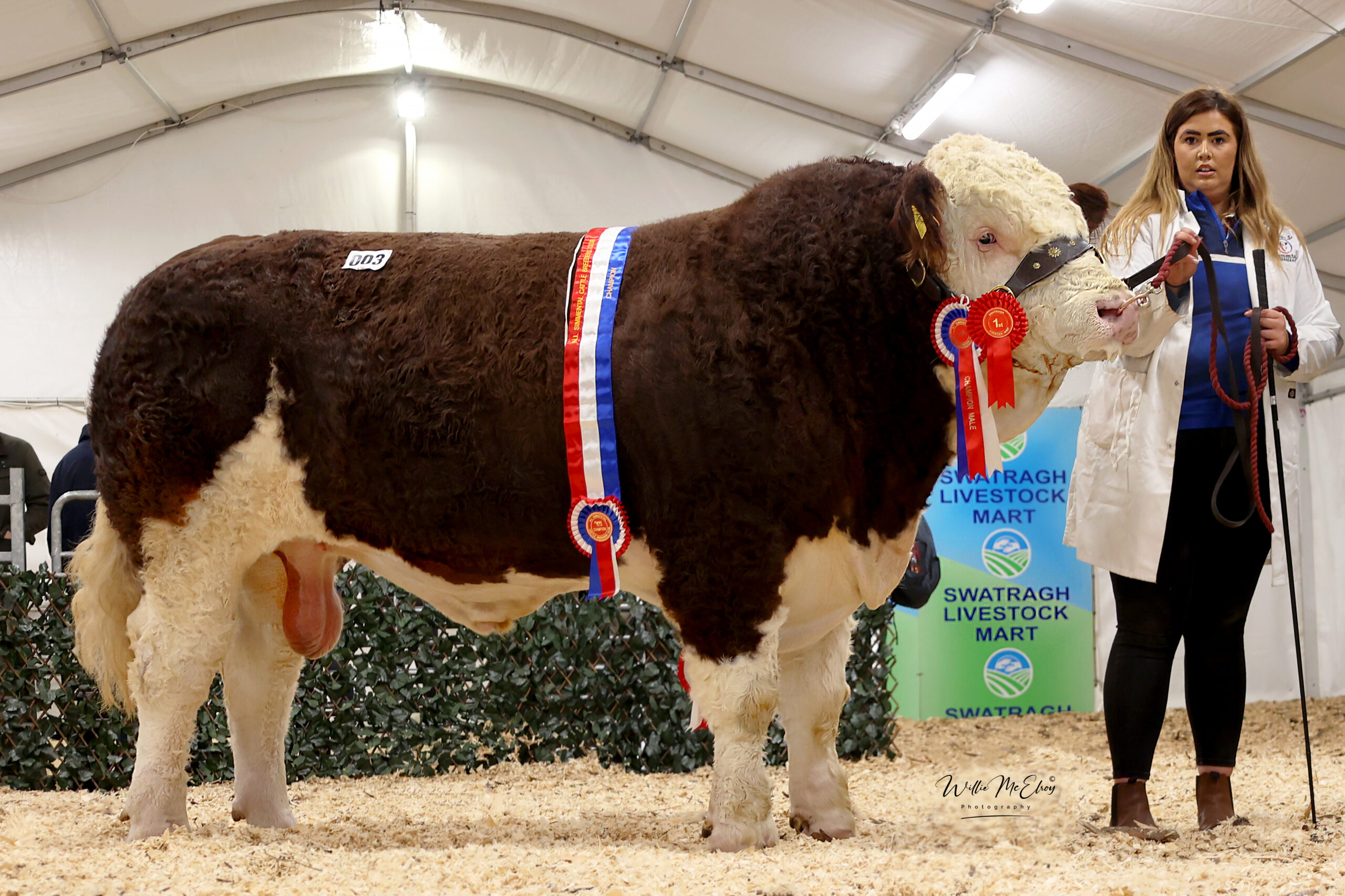 5000GNS ASHLAND LUCY NORA TOPS SIMMENTAL SALE IN SWATRAGH - British ...