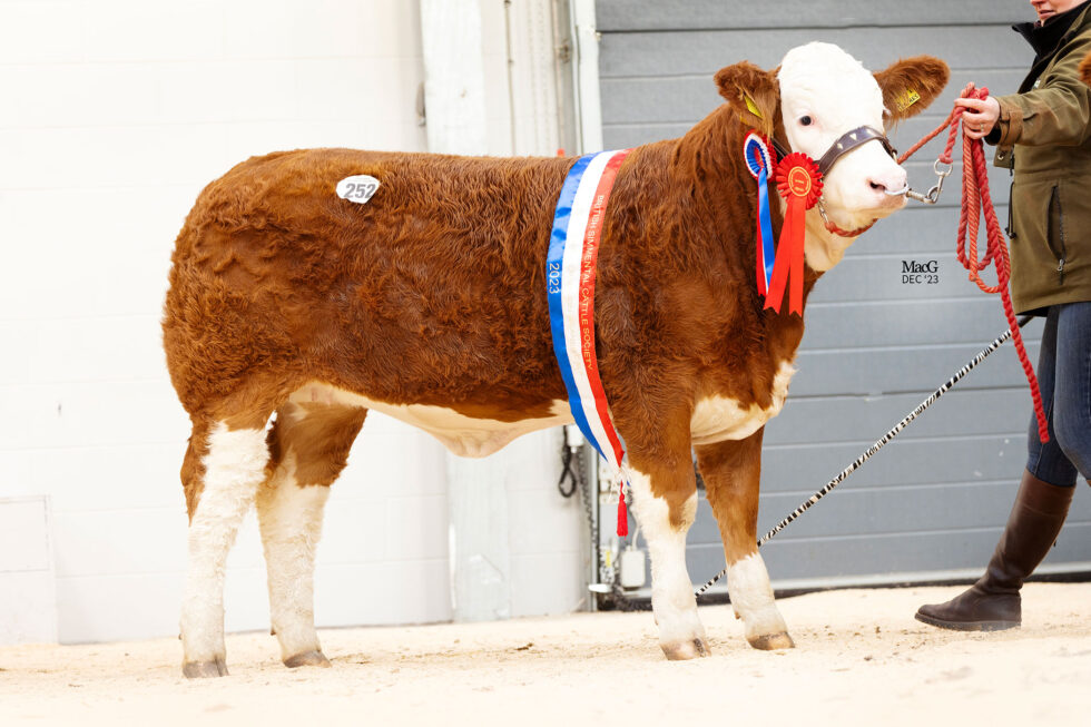 ‘CLASSY’ COOLCRAN HEIDIS NOREEN SELLS FOR 26,000GNS TO LEAD THE NEXT ...