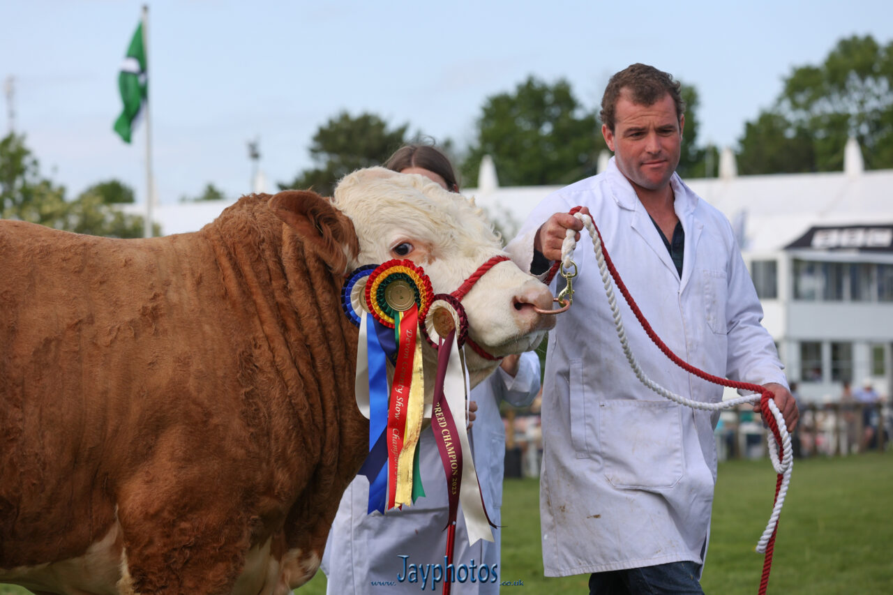 CORNWALL CLUB REPORT - British Simmental Cattle Society
