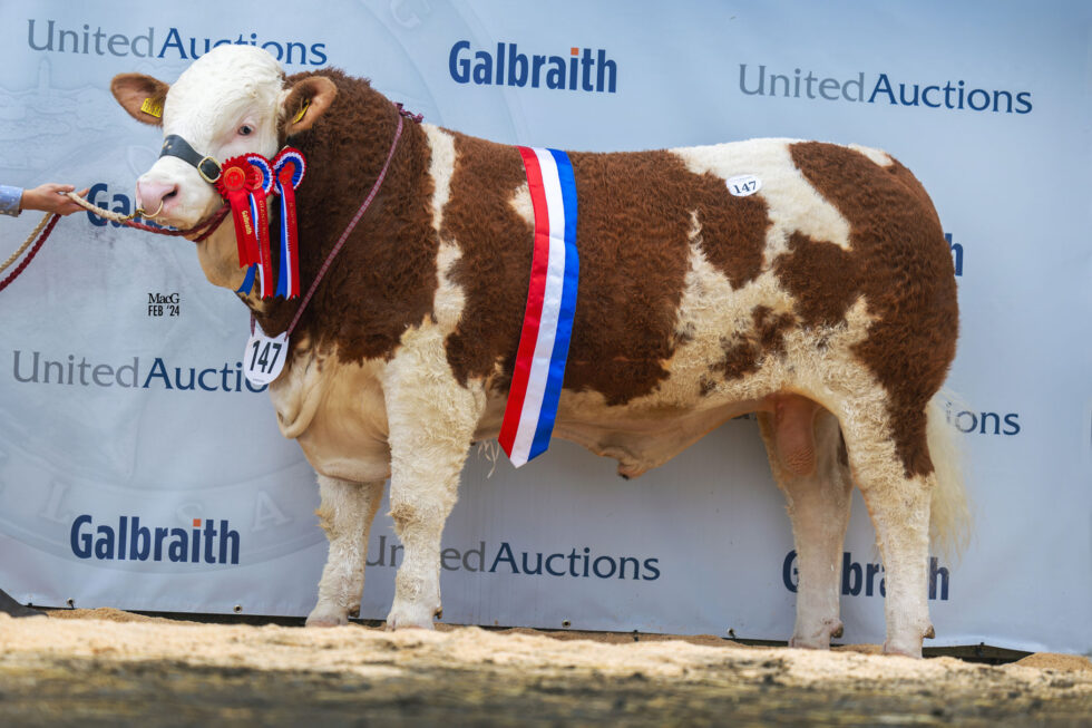 37,000GNS DENIZES NUGGET LEADS RECORD SIMMENTAL AVERAGE AT FEBRUARY ...