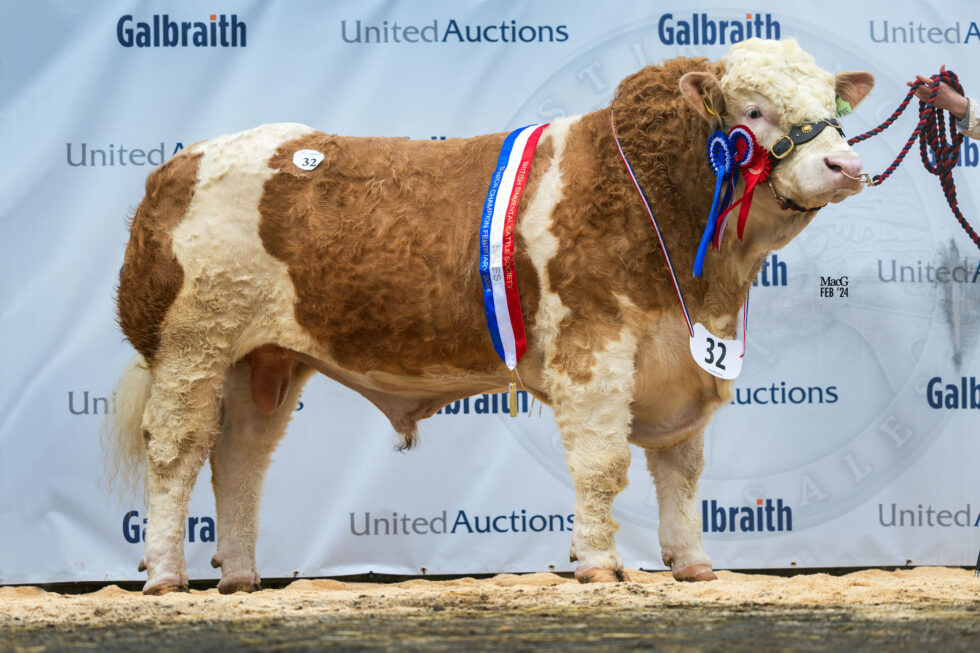 37,000GNS DENIZES NUGGET LEADS RECORD SIMMENTAL AVERAGE AT FEBRUARY ...