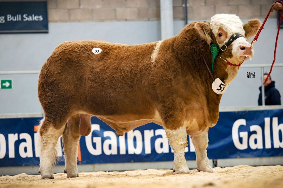 37,000GNS DENIZES NUGGET LEADS RECORD SIMMENTAL AVERAGE AT FEBRUARY ...
