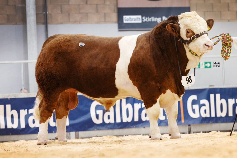 37,000GNS DENIZES NUGGET LEADS RECORD SIMMENTAL AVERAGE AT FEBRUARY ...