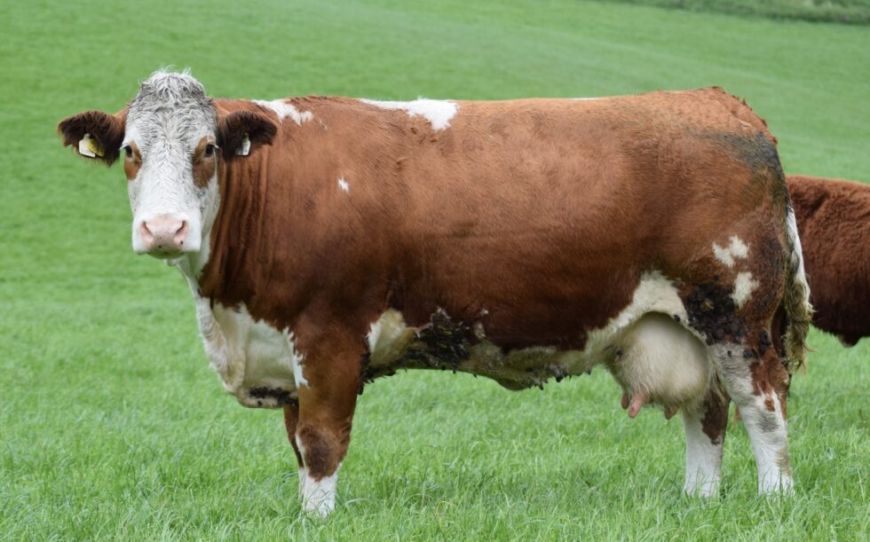 Emphasis on Quality Breeding Female Families at Auchorachan - British ...