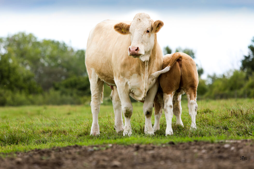 BARLOWS AIM TO BREED THE BEST SIMMENTALS - British Simmental Cattle Society