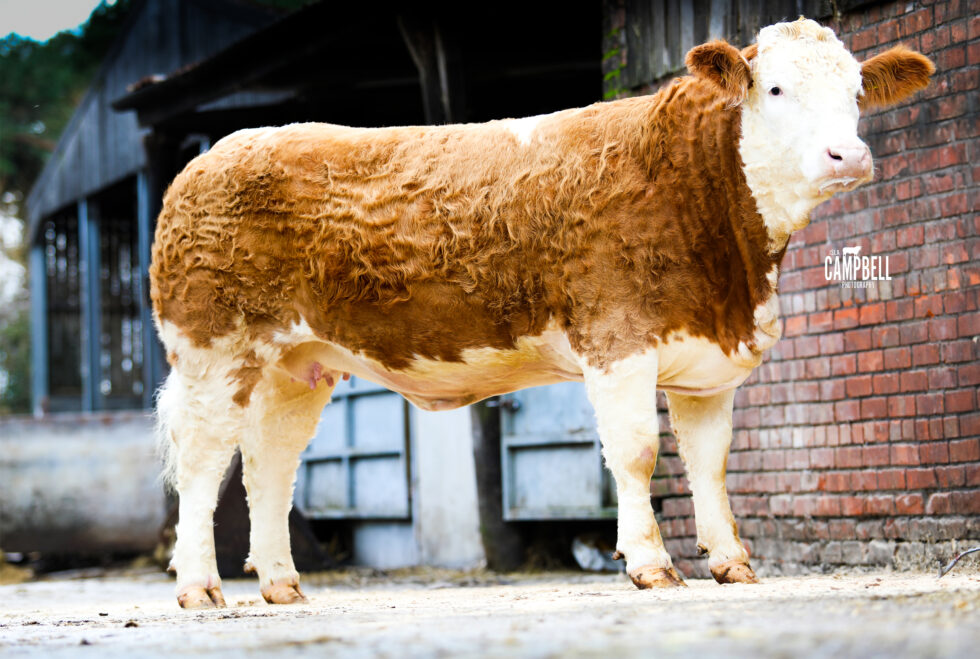 BARLOWS AIM TO BREED THE BEST SIMMENTALS - British Simmental Cattle Society