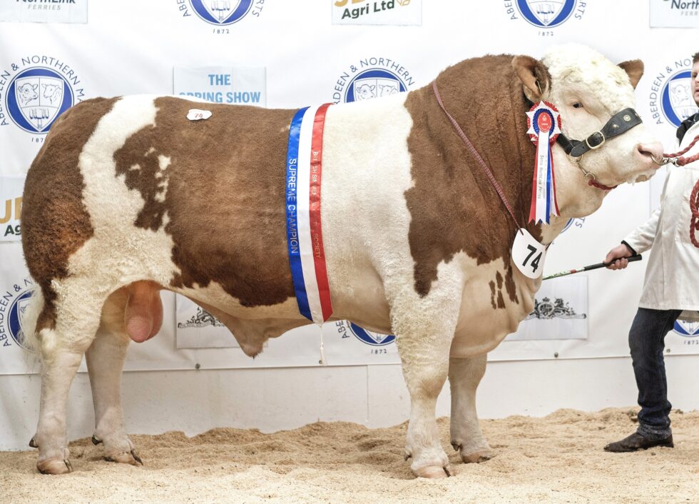 11,000GNS ISLAVALE NIGHTRIDER LEADS ABERDEEN SIMMENTAL SALE - British ...