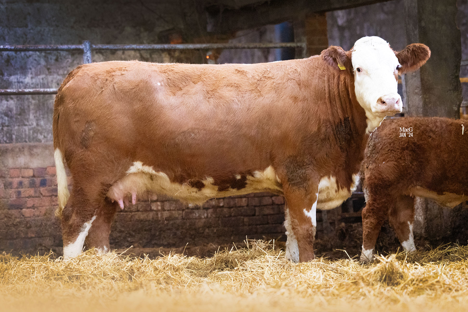 5800GNS TOPS PART ONE OF THE BROOMBRAE SIMMENTAL HERD DISPERSAL SALE ...