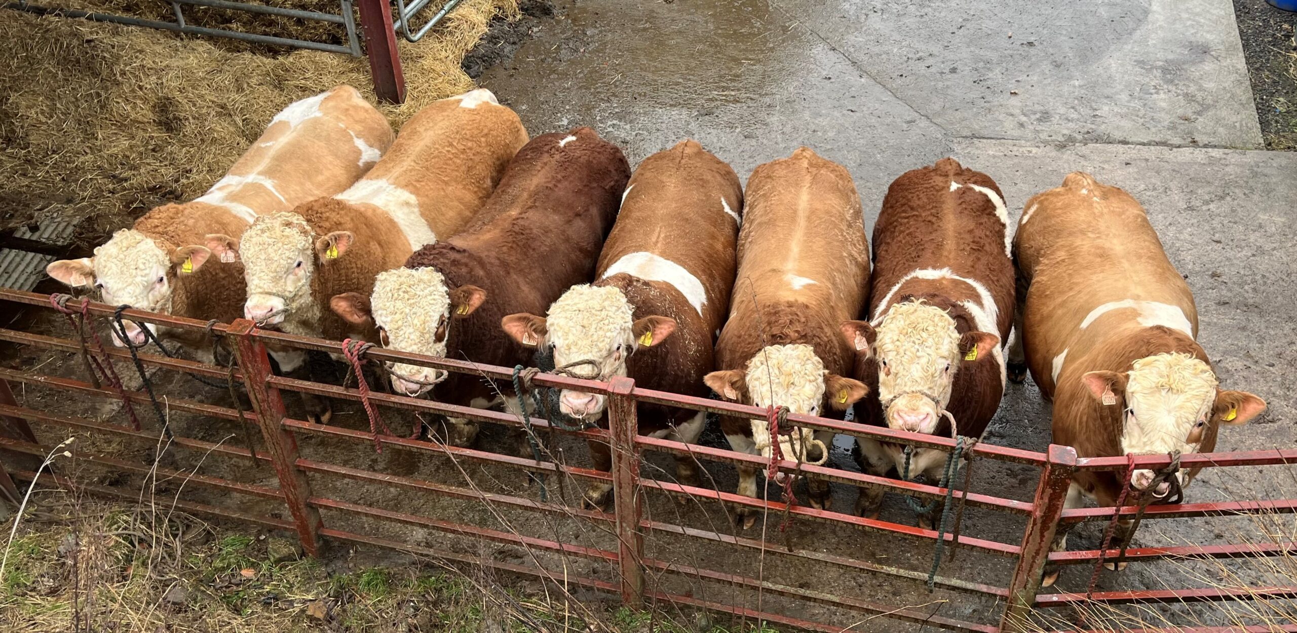 Emphasis on Quality Breeding Female Families at Auchorachan - British ...